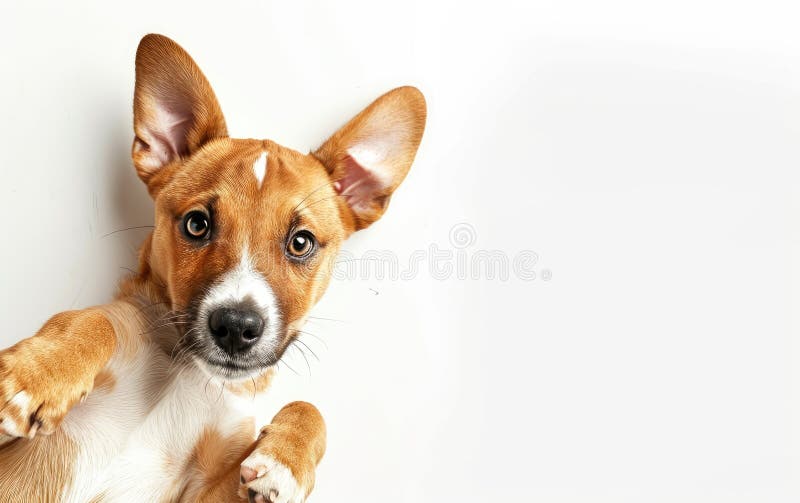 Adorable Pup Lying in Top View Shot, Isolated on White Background ...