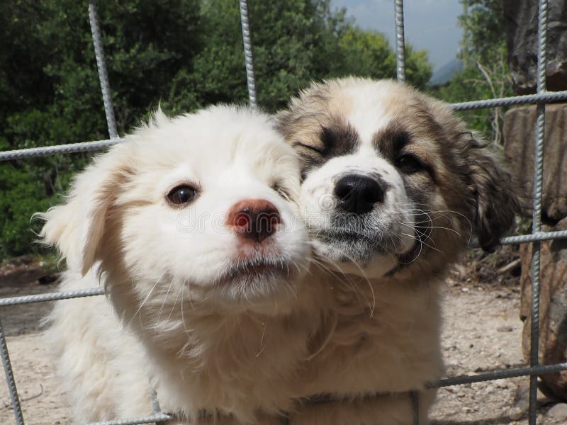Adorable puppies, close up stock photo. Image of adorable - 248609160