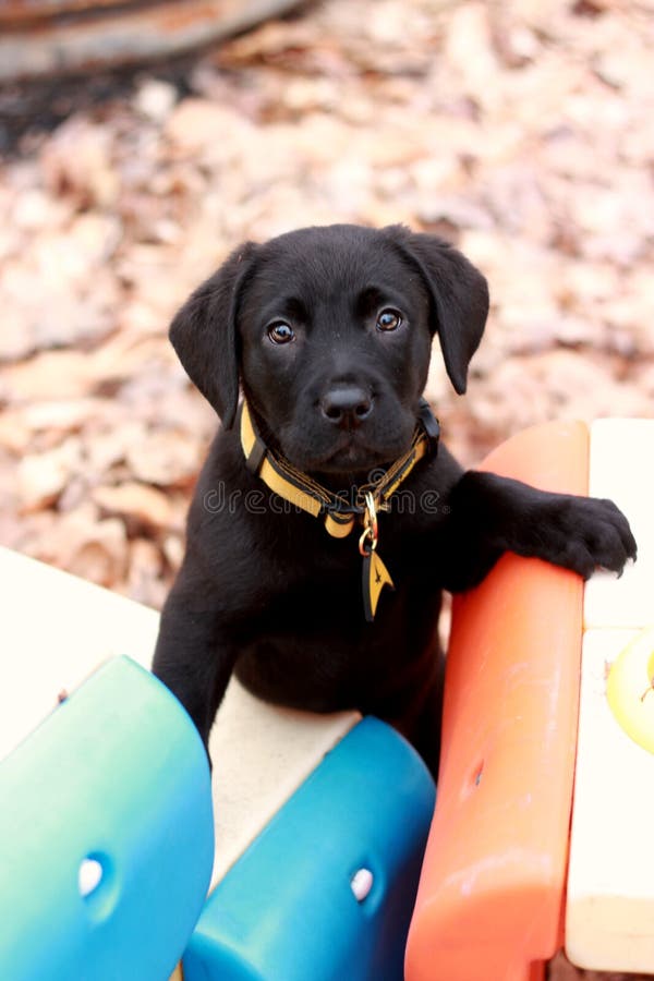 Adorable Puppy Climbing stock photo. Image of grass, baby - 43147968