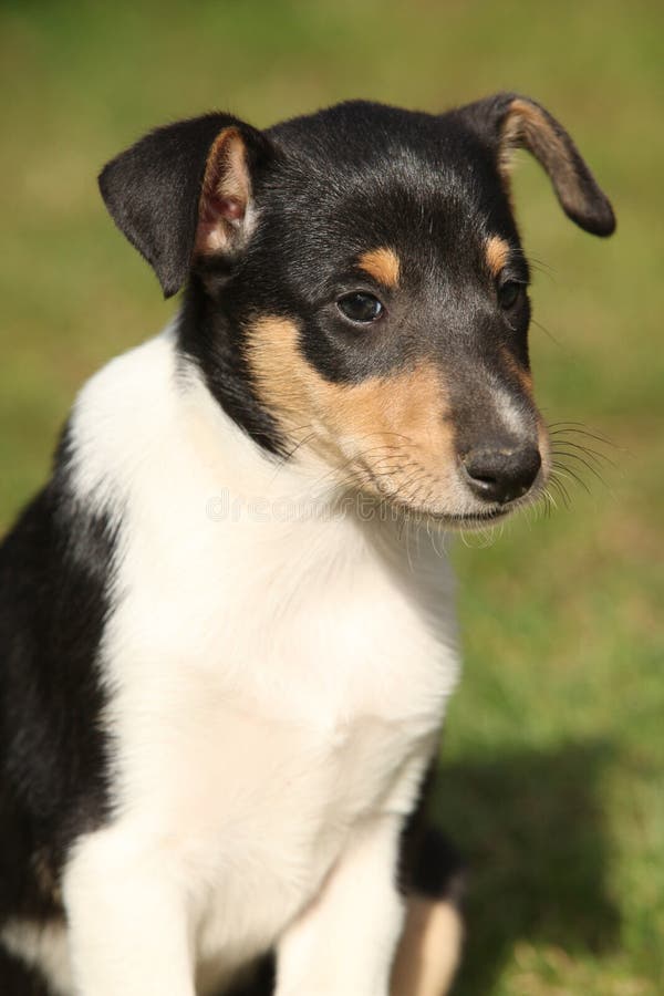 Adorable Puppy of Collie Smooth in the Garden Stock Image - Image of ...