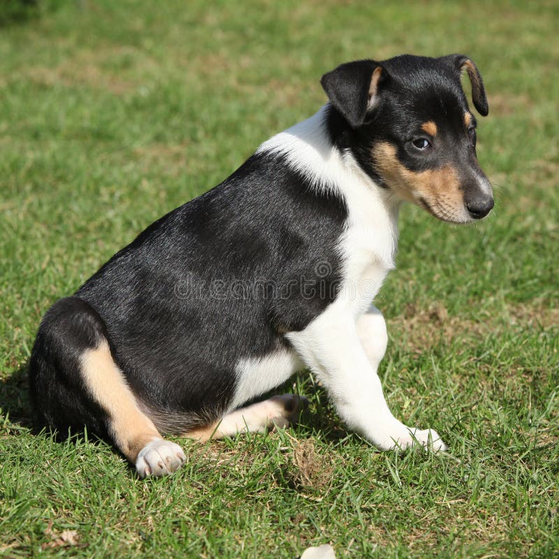 Adorable Puppy of Collie Smooth in the Garden Stock Photo - Image of ...