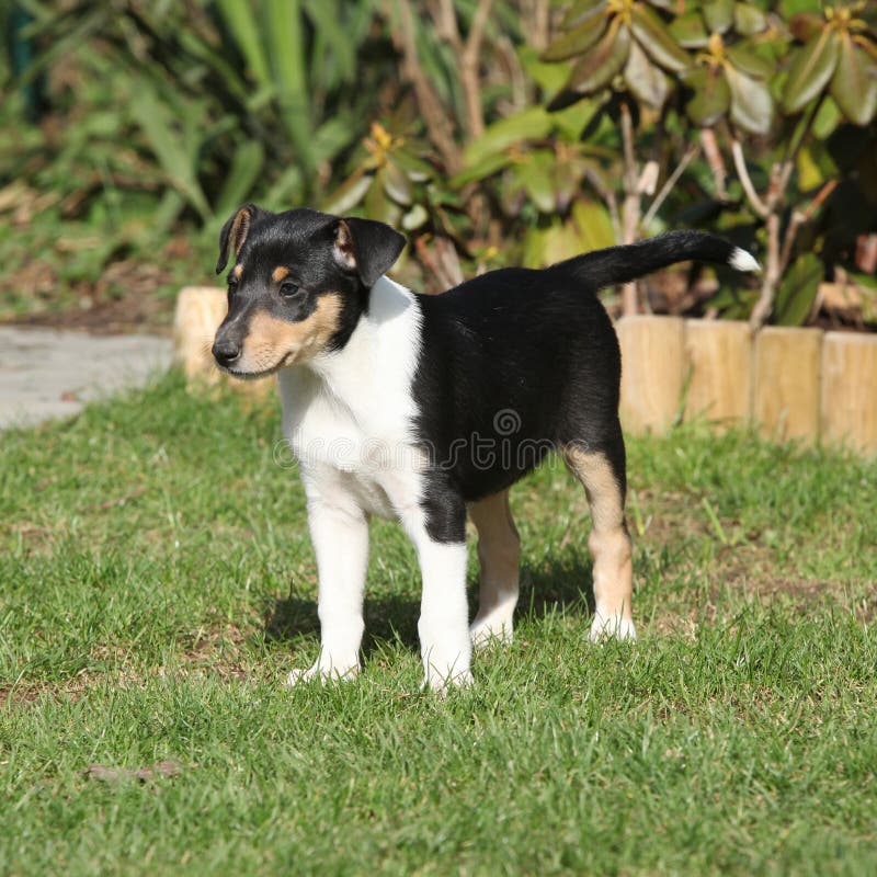 Adorable Puppy of Collie Smooth in the Garden Stock Image - Image of ...