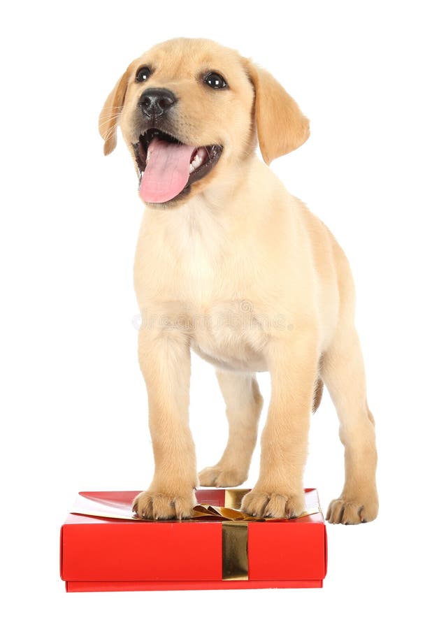 Adorable Puppy with Present Stock Image - Image of isolated, pedigree ...