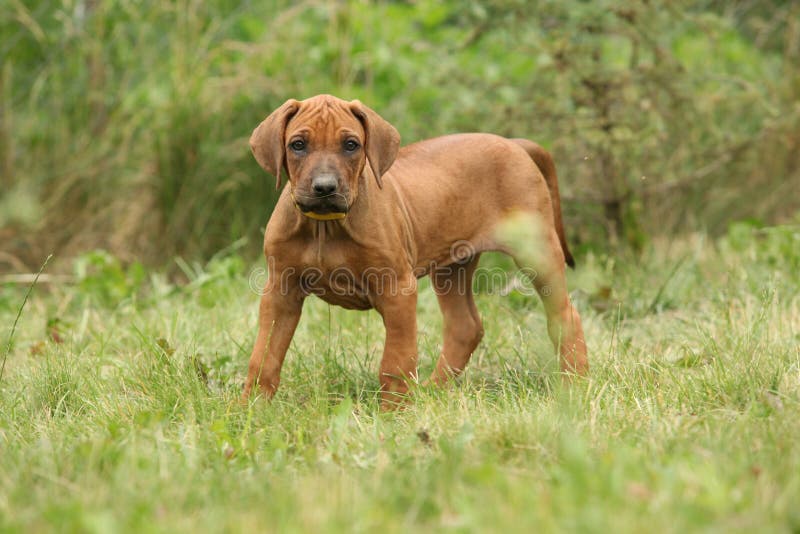 Rhodesian Ridgeback Puppy in the Garden Stock Image - Image of pedigree ...
