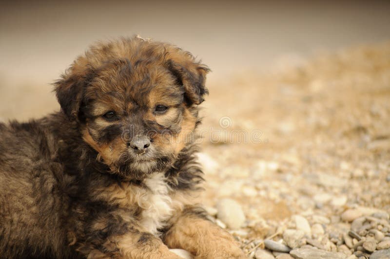 Adorable puppy stock image. Image of outdoors, sadness - 30865619