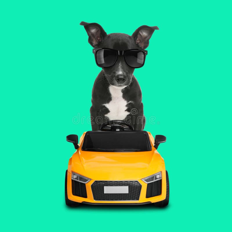Adorable Puppy with Stylish Sunglasses in Toy Car on Turquoise ... Adorable Puppy with Stylish Sunglasses in Toy Car on Turquoise ...