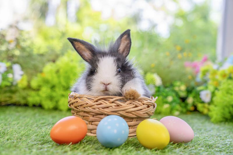 Adorable Rabbit in Basket with Easter Eggs on Green Nature,bunny Easter ...