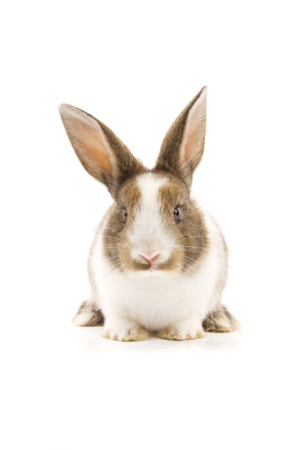 Adorable Rabbit Isolated on White Stock Image - Image of easter, wabbit ...