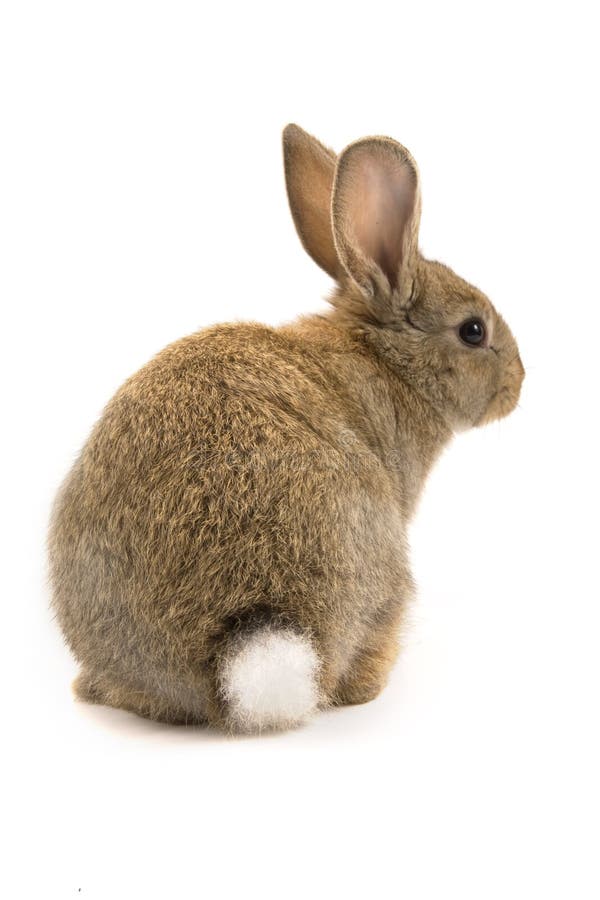 Adorable Rabbit Isolated on White Stock Image - Image of easter, wabbit ...