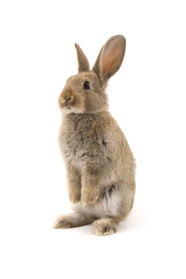 Adorable Rabbit Isolated on White Stock Image - Image of easter, wabbit ...
