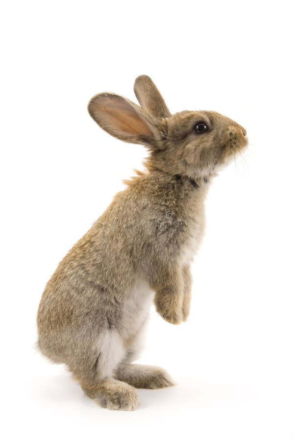 Adorable Rabbit Isolated on White Stock Image - Image of easter, wabbit ...
