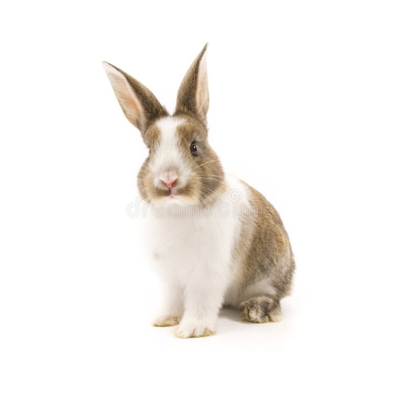 Adorable Rabbit Isolated on White Stock Image - Image of easter, wabbit ...