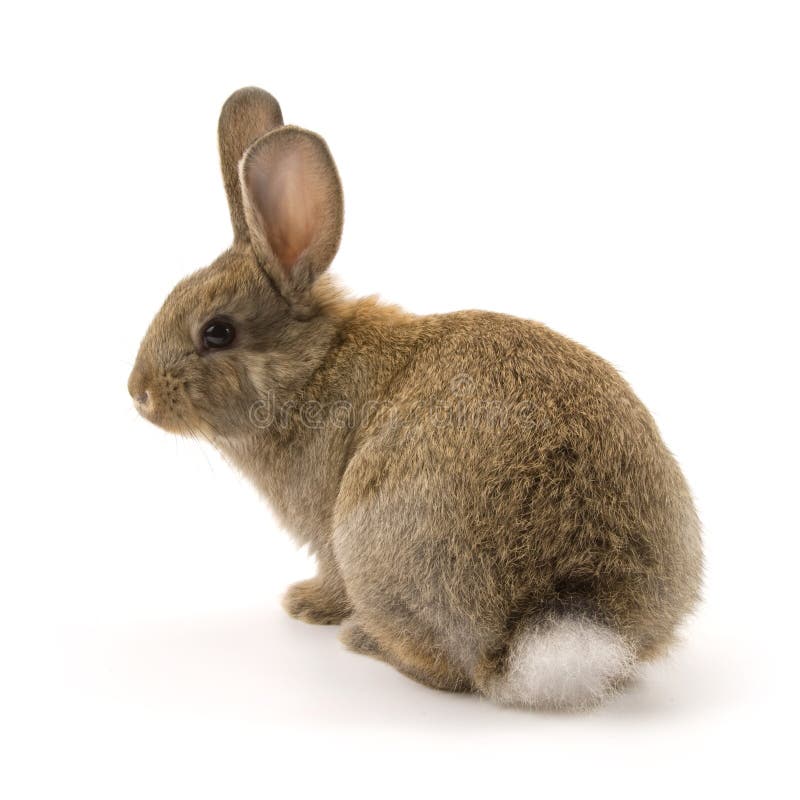 Adorable Rabbit Isolated on White Stock Image - Image of easter, wabbit ...