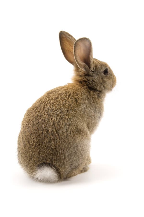 Adorable Rabbit Isolated on White Stock Image - Image of easter, wabbit ...