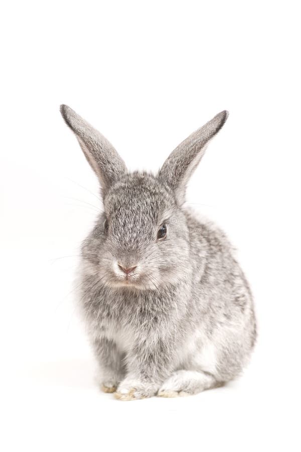 Gray angora rabbit stock photo. Image of sleep, fluff - 6793596
