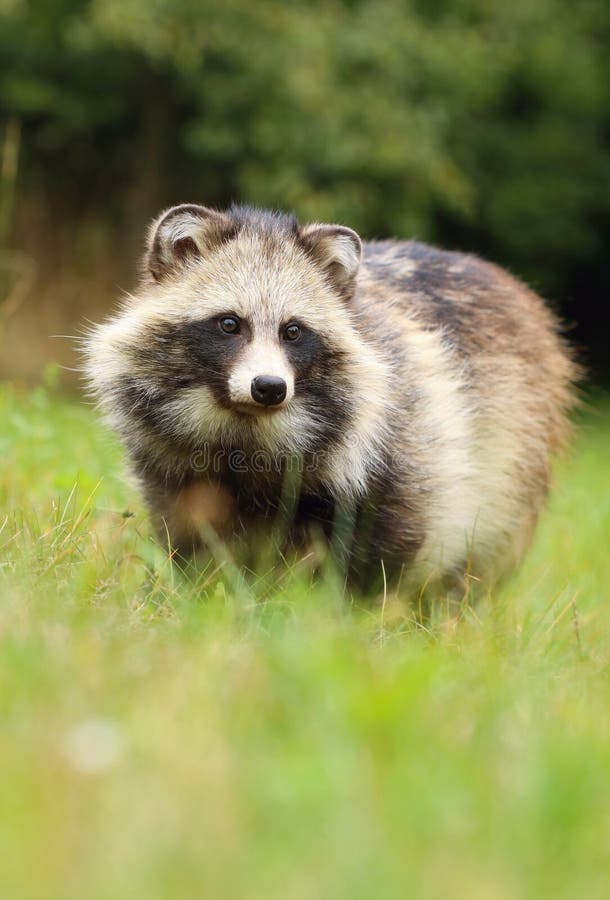 Adorable raccoon dog stock image. Image of corpulent - 82112217