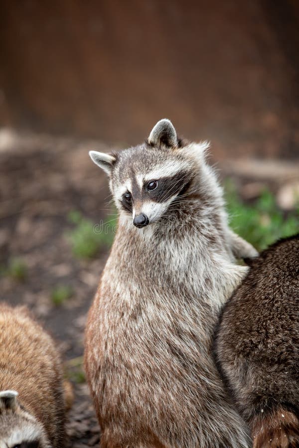 Racoon portrait in a field stock image. Image of life - 224343637