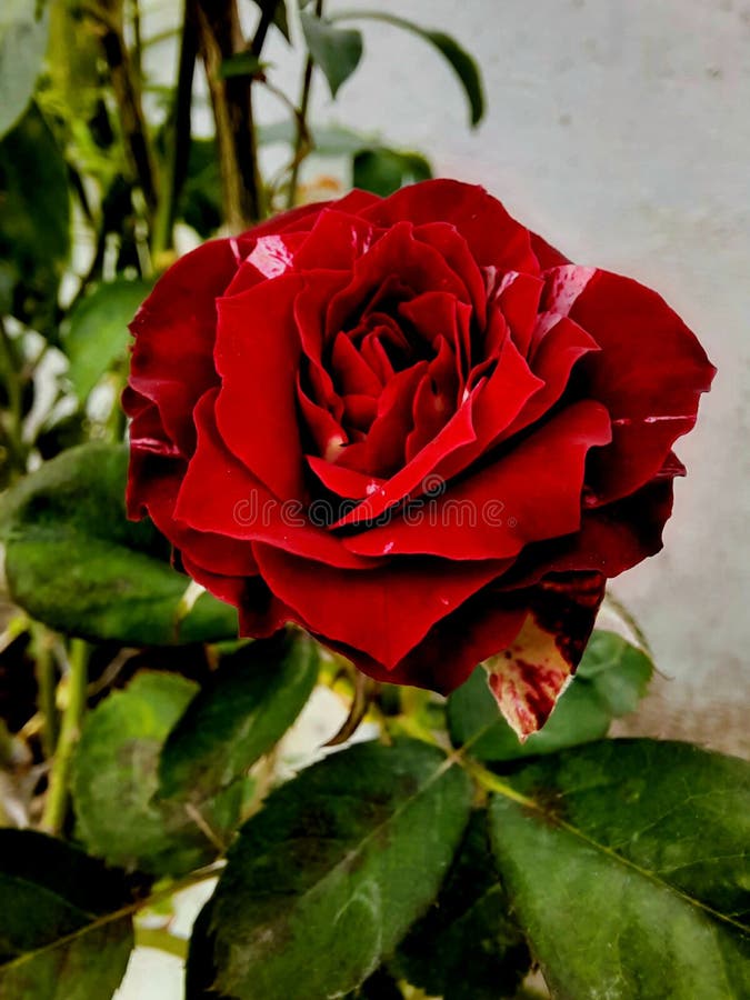Adorable Red Beautiful Red Roses Stock Photo - Image of beautiful ...