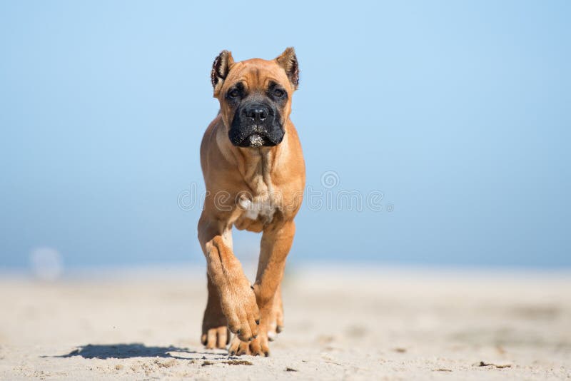 Fawn Cane Corso Puppy, 8 Weeks Stock Photo - Image of looking, doggy ...