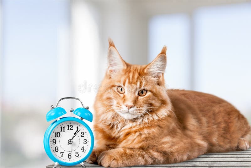 Adorable Red Cat with Clock on Table Stock Photo - Image of orange ...