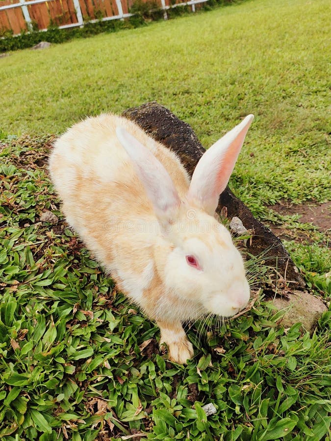 Adorable Red-Eyed Bunny with Light Brown Patches on Grass Stock Photo ...