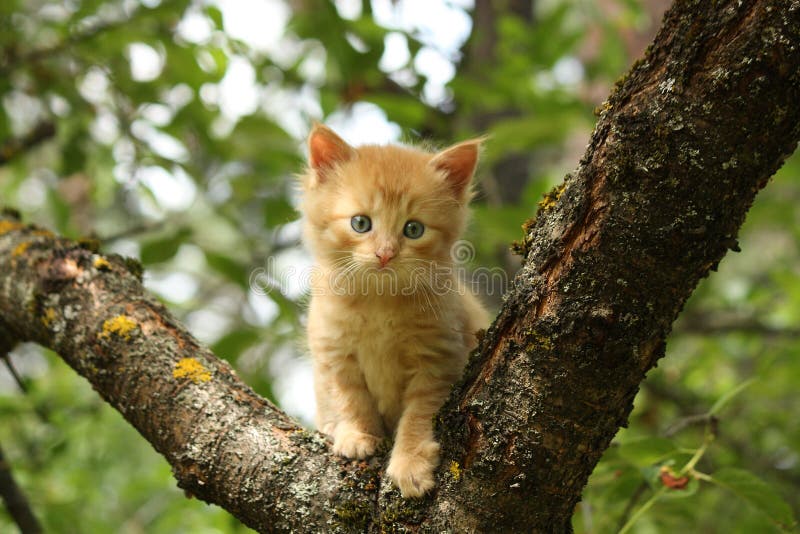 Adorable Red Kitten Climbing the Tree Branch Stock Image - Image of ...