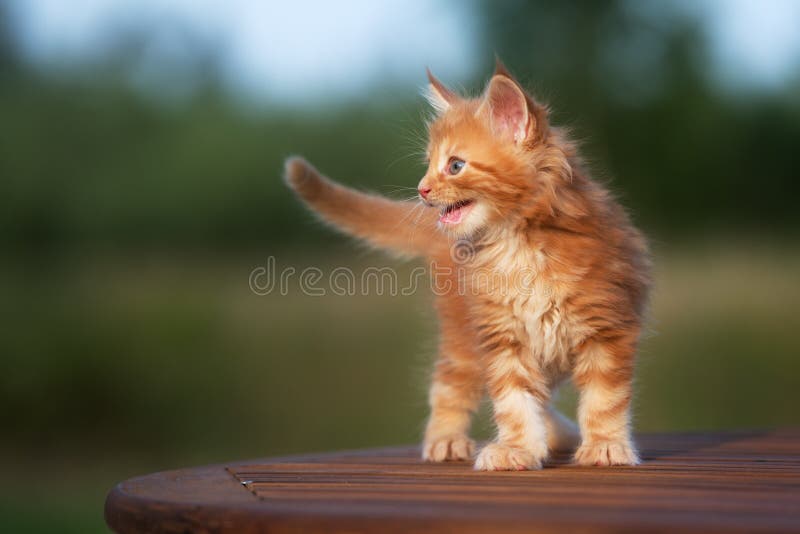 Adorable Red Maine Coon Kitten Outdoors Stock Image - Image of crying ...