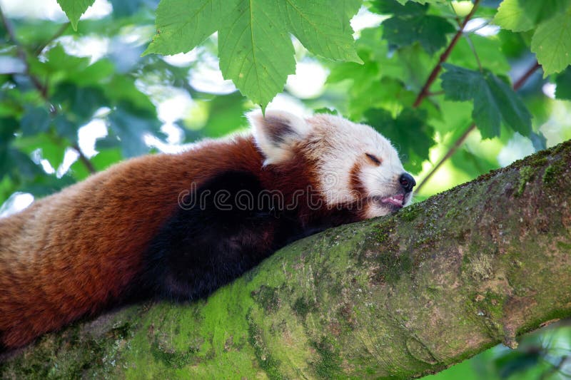 Red Panda (Ailurus Fulgens) in the Himalayan Forests Stock Image ...