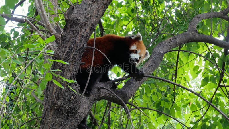 Adorable Red Panda on Green Tree in the Zoo Stock Image - Image of ...