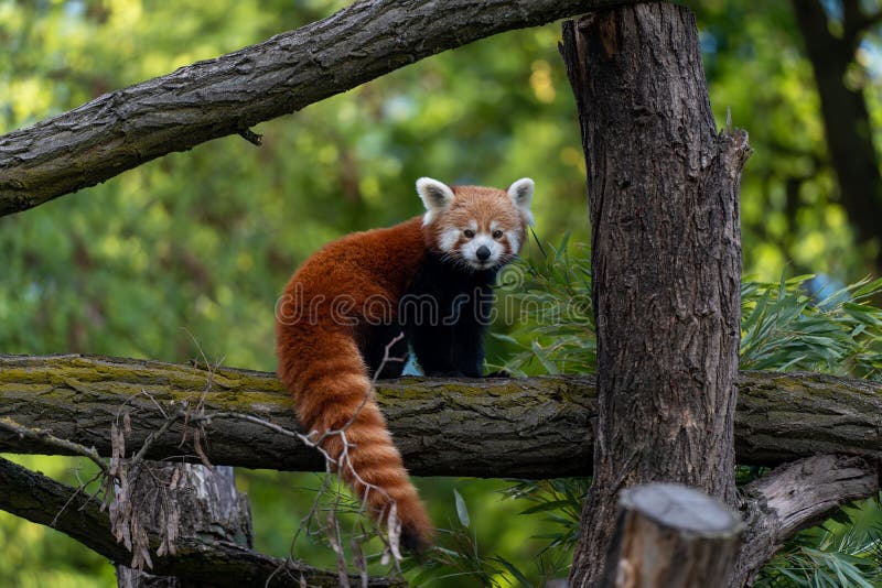 Adorable Red Panda Looking at the Camera from Tree Branch Stock Photo ...