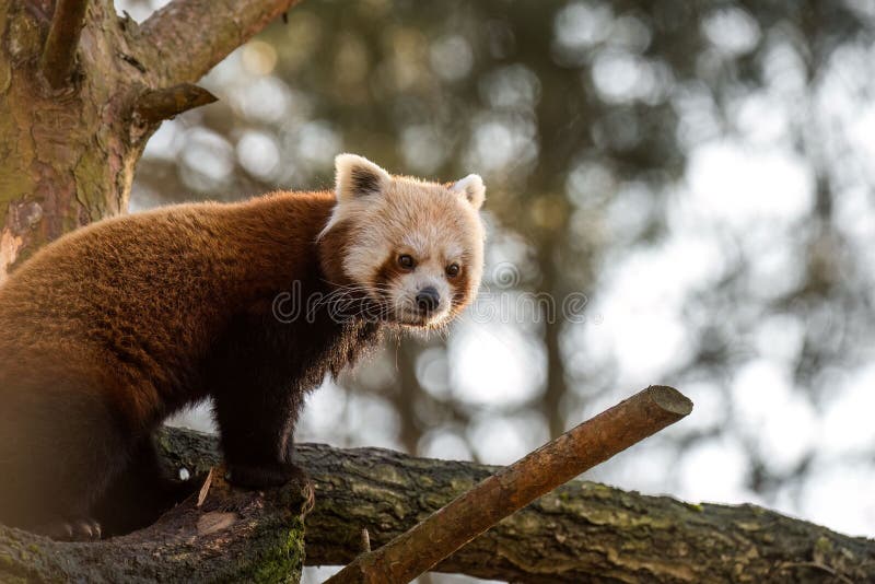 Adorable Red Panda Perched on a Tree. Stock Image - Image of serene ...