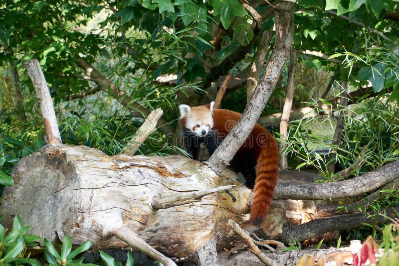 Adorable Red Panda on a Tree Stock Photo - Image of panda, reddish ...