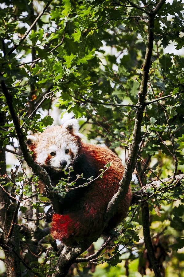 Red panda in a tree stock photo. Image of cute, branches - 196860294