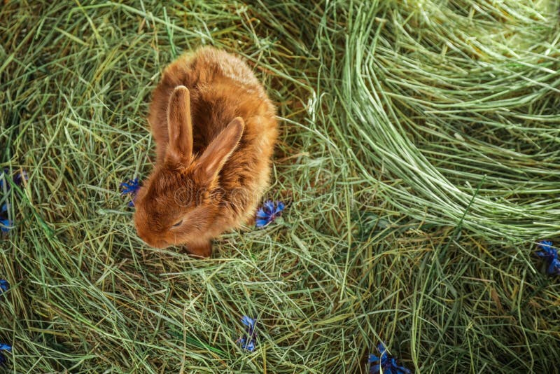 Adorable Red Rabbit on Straw Stock Image - Image of fauna, greeting ...