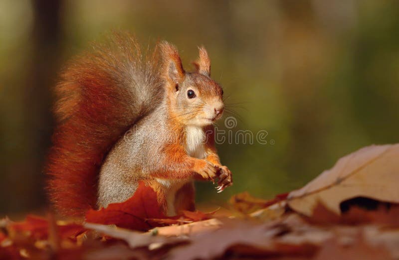 Squirrel in autumn colors stock photo. Image of food - 12622612