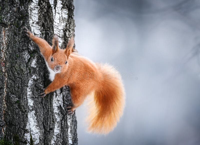 Adorable Red Squirrel Posing Humorously, Showcasing Its Fluffy Tail and ...