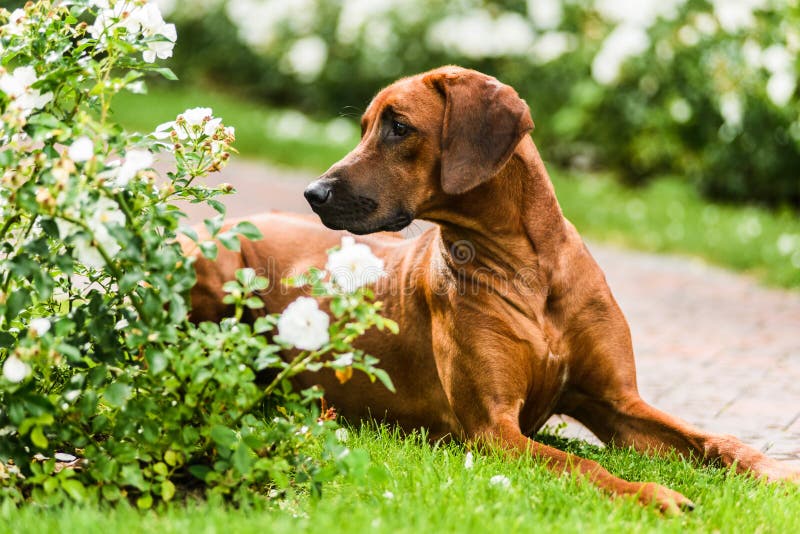 Adorable Rhodesian Ridgeback Dog Lying in Flowers Stock Image - Image ...
