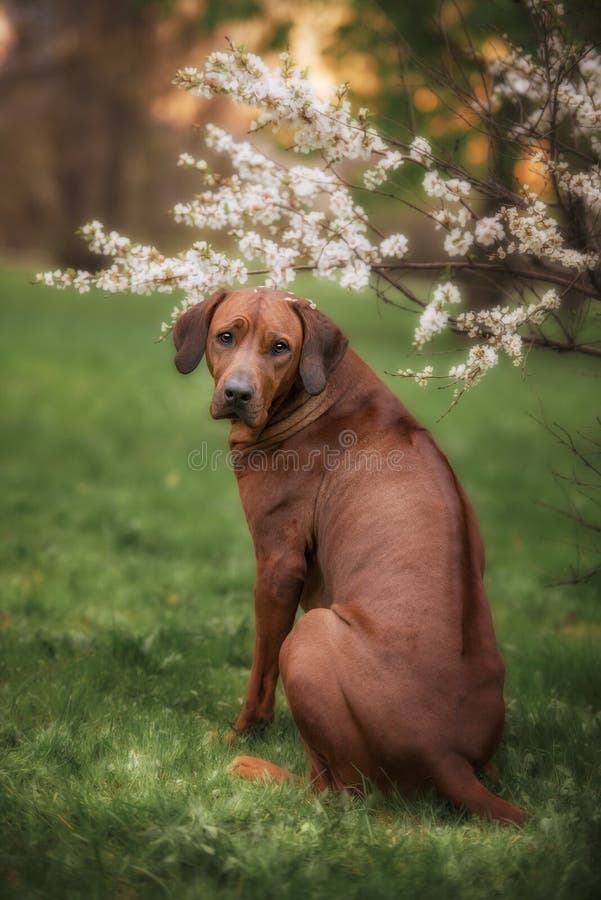 Adorable Rhodesian Ridgeback Dog Outdoors Stock Photo - Image of ...