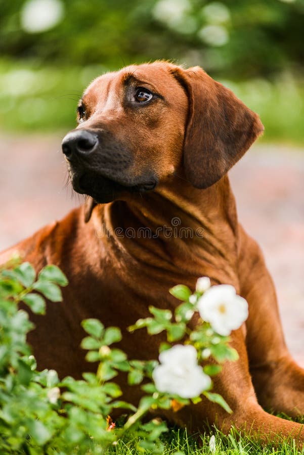 Adorable Rhodesian Ridgeback Dog Portrait in Flowers Stock Photo ...