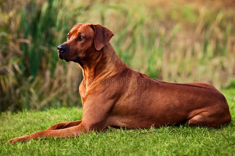 Adorable Rhodesian Ridgeback Lying in Nature Scene Stock Photo - Image ...