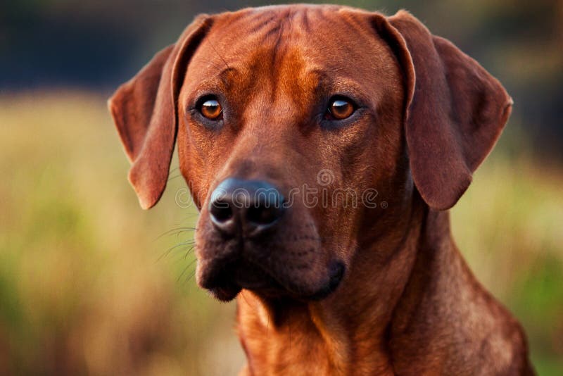 Adorable Rhodesian Ridgeback Male Dog Stock Photo - Image of canines ...