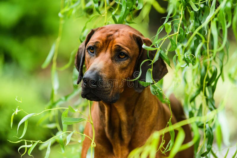 Rhodesian Ridgeback Portrait in Nature Scene Stock Image - Image of ...