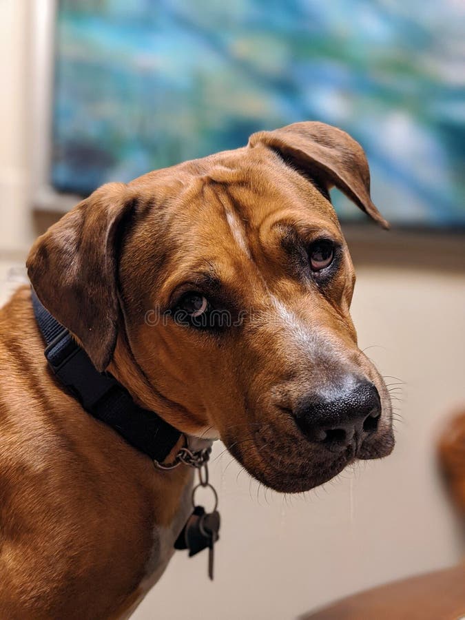 Adorable Rhodesian Ridgeback Stands in Front of a Cozy Sofa, Gazing at ...