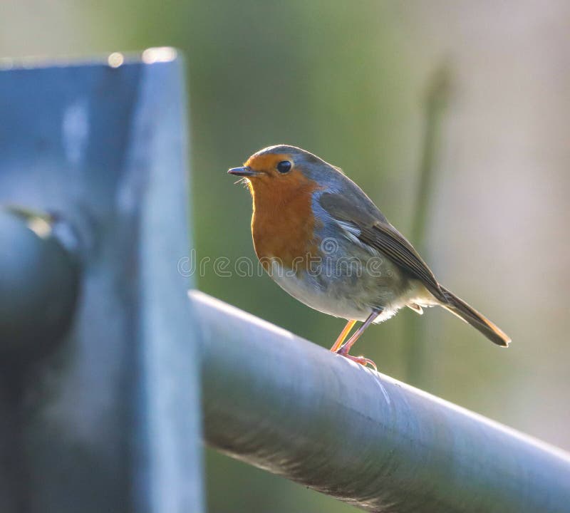 Adorable Robin on a Railing Looking Downwards with Its Head Bowed Stock ...