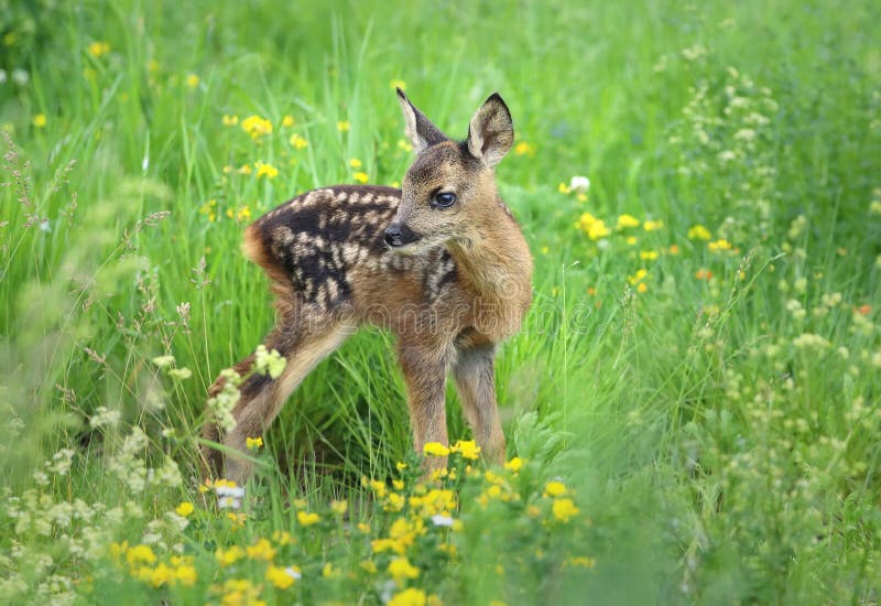 Adorable Roe Deer Fawn Capreolus Capreolus Stock Image - Image of ...