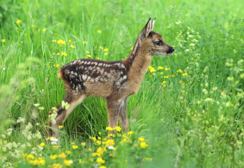 Adorable roe deer fawn stock image. Image of hairy, wildlife - 97072175