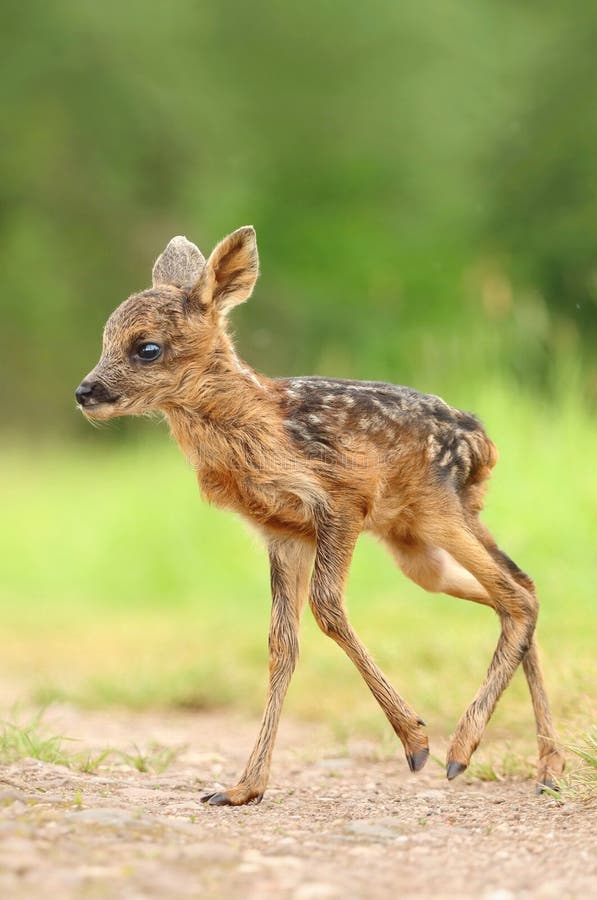 Adorable Roe Deer Fawn in Spring Stock Photo - Image of fauna ...