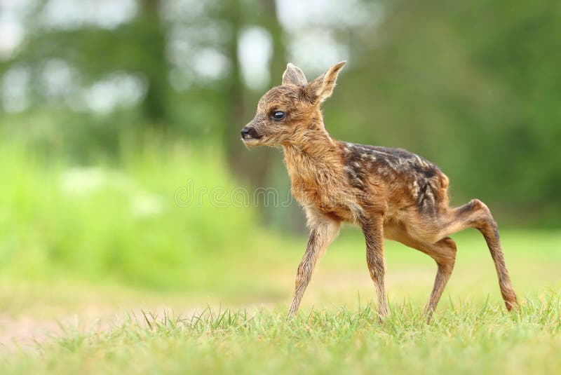 Adorable Roe Deer Fawn in Spring Stock Image - Image of capreolus ...