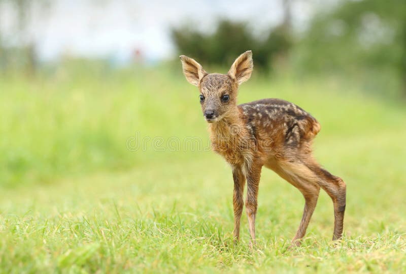 Adorable Roe Deer Fawn in Spring Stock Image - Image of charming ...