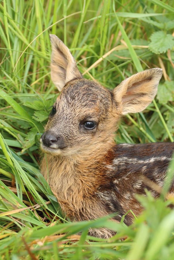 Adorable Roe Deer Fawn in Spring Stock Photo - Image of small ...